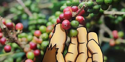 A Guide to Selecting the Perfect Coffee Tasting Notes – Boring Brew